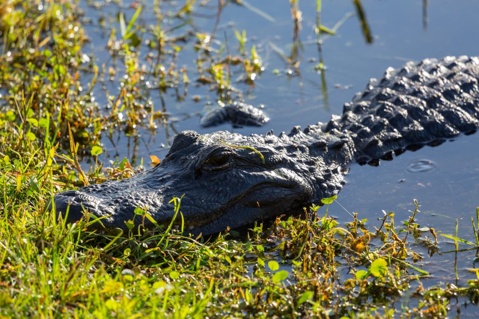 Vertical Development Is a Brain Upgrade: The Gator Brain and the Judge ...